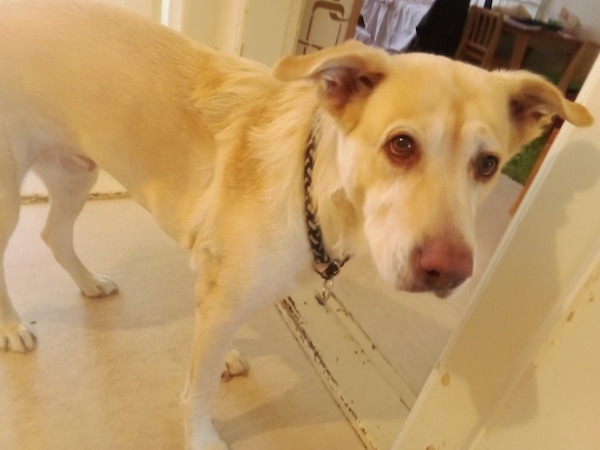 So geht es Tumor-Hündin Sheila nach der PETBOOK-Reportage - PETBOOK