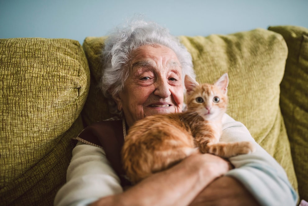 Was ist dran am Phänomen der Crazy Cat Lady? - PETBOOK