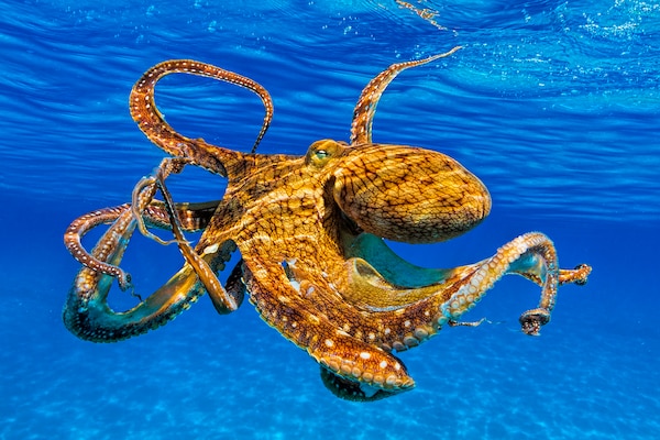 Calamari, Tintenfisch, Oktopus: Das sind die Unterschiede - PETBOOK