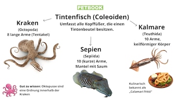 Calamari, Tintenfisch, Oktopus: Das sind die Unterschiede - PETBOOK