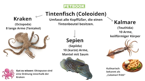 Calamari, Tintenfisch, Oktopus: Das sind die Unterschiede - PETBOOK
