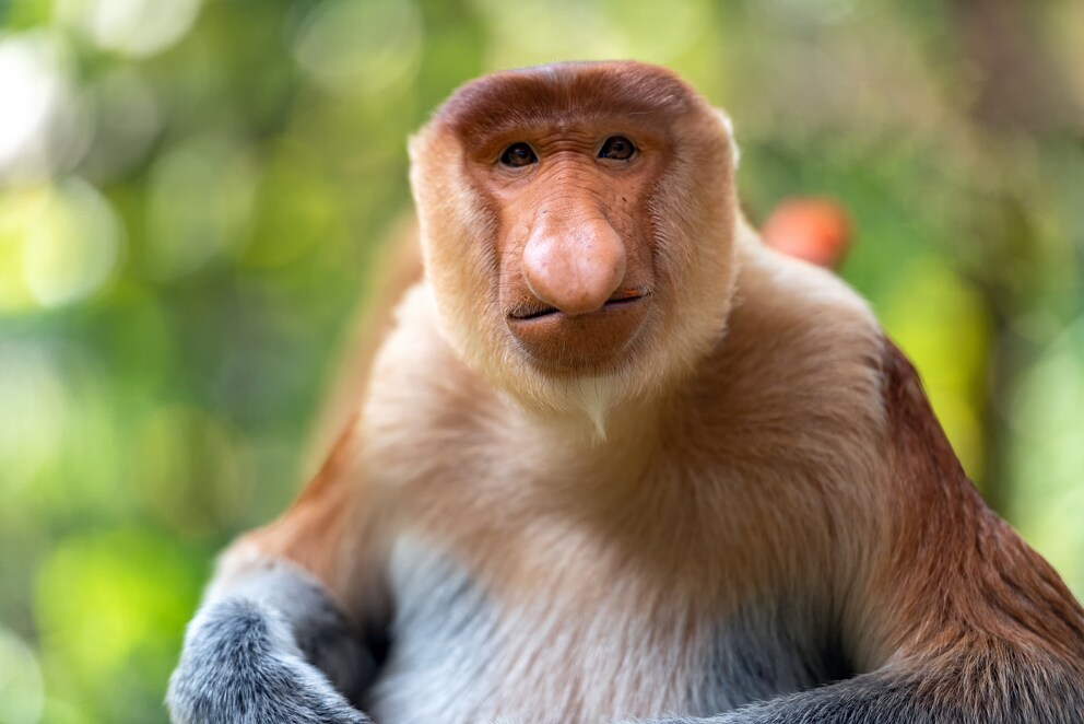 Tierquiz Erkennen Sie Alle 12 Tiere An Ihrer Nase PETBOOK Tierquiz Erkennen Sie Alle 12 Tiere An Ihrer Nase PETBOOK