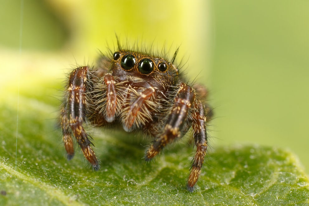 Springspinne: Aussehen, Pflege und Haltung - PETBOOK