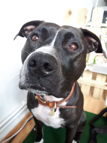 Katharina Marioth zu Deutschlands bester Hundetrainerin gewählt- PETBOOK