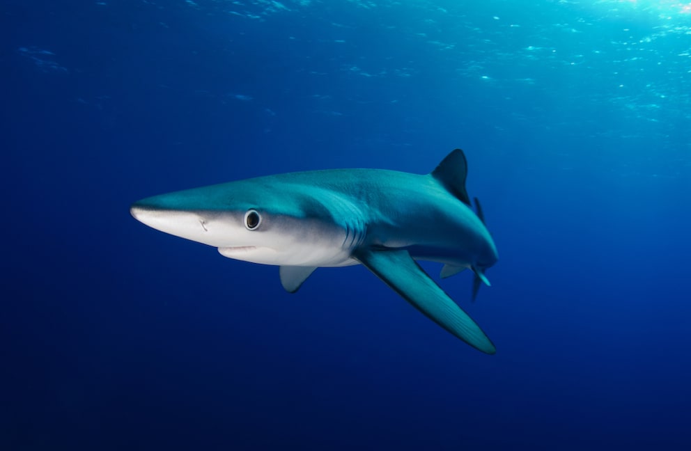 These Sharks Are Found in the North Sea and the Baltic Sea - PETBOOK