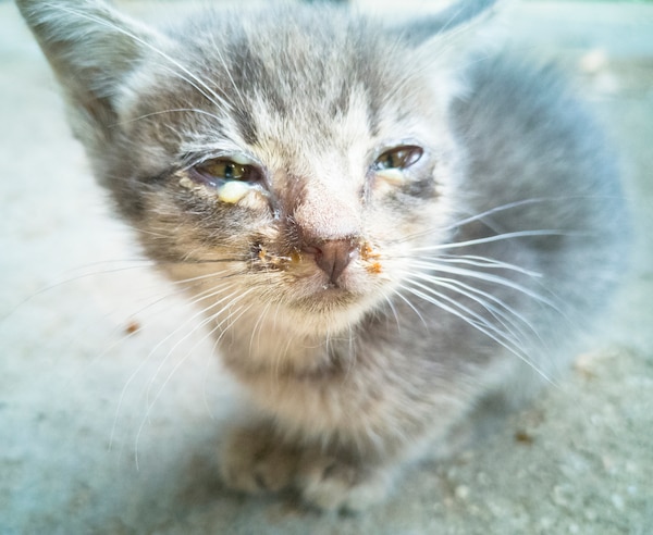 Katzenschnupfen: Symptome und Behandlung - PETBOOK