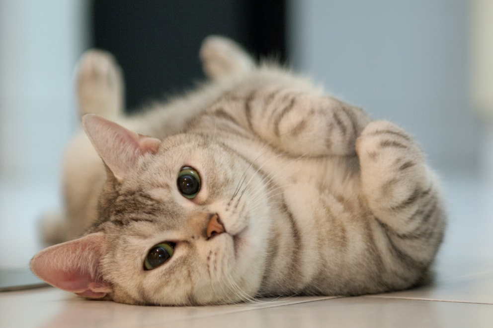 6 Verhaltensweisen von Katzen, die Menschen oft missverstehen