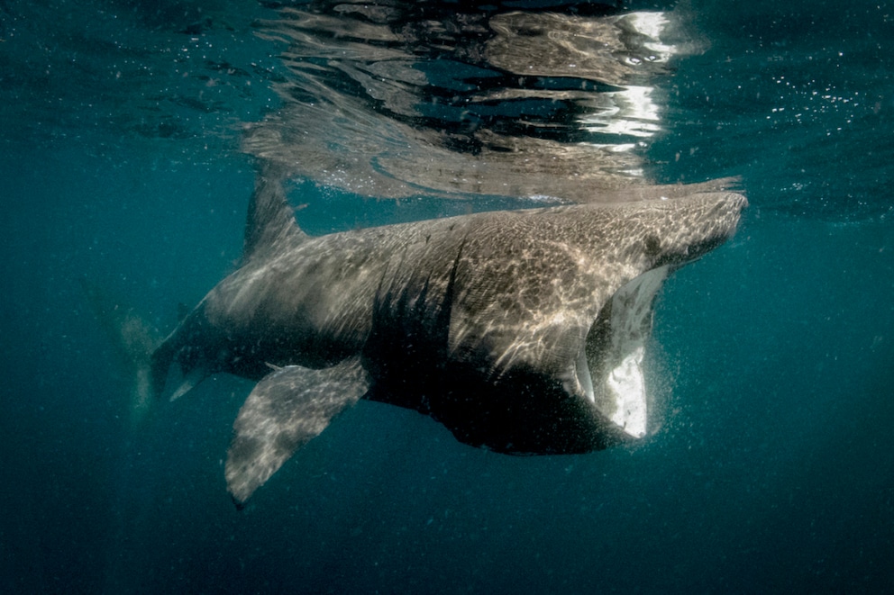 These Sharks Are Found in the North Sea and the Baltic Sea - PETBOOK