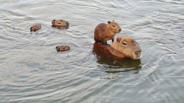 Darf man in Deutschland ein Capybara als Haustier halten? - PETBOOK