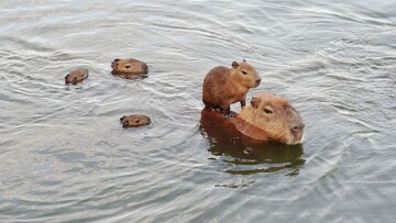 Darf man in Deutschland ein Capybara als Haustier halten? - PETBOOK