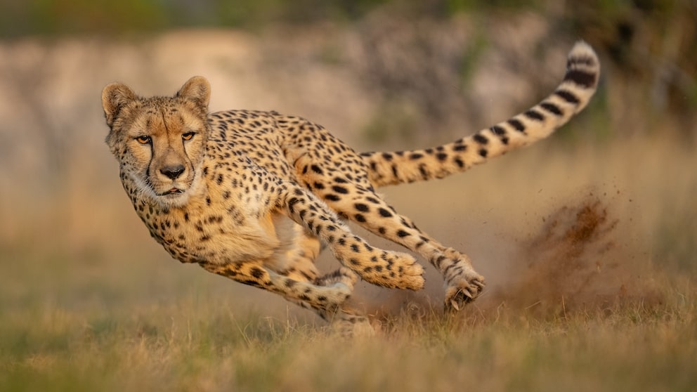 8 faszinierende Fakten über Geparde - PETBOOK
