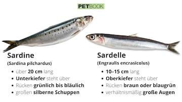 Sardine oder Sardelle – gibt es einen Unterschied?- PETBOOK