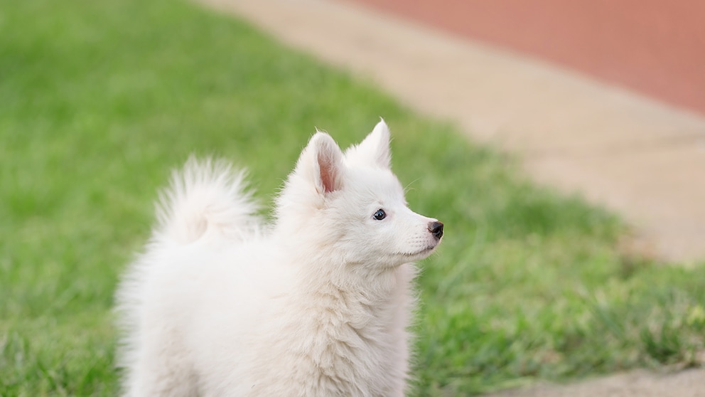 Japan-Spitz: Aussehen, Charakter und Haltung - PETBOOK