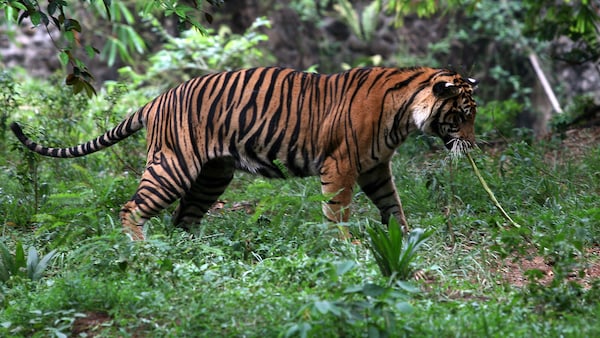 Ausgestorbener Java-Tiger: Gibt es ihn doch noch? - PETBOOK