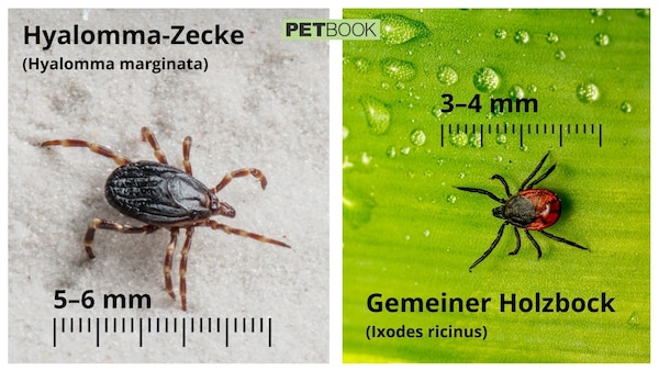 Hyalomma-Zecke in Deutschland: Ist sie für Hunde gefährlich? - PETBOOK