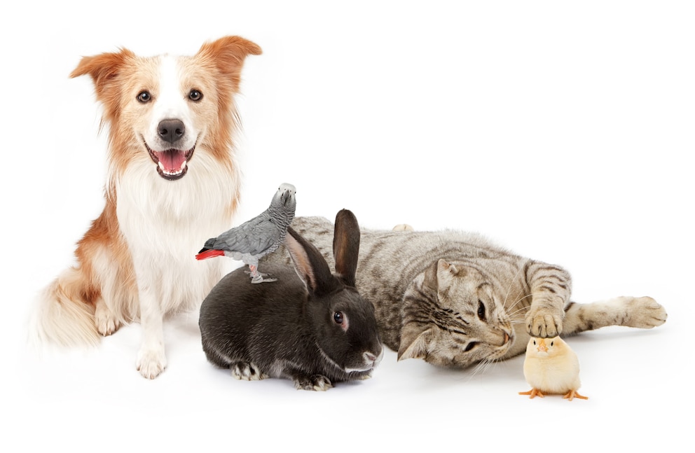 Die beliebtesten Haustiere in Europa sind …- PETBOOK