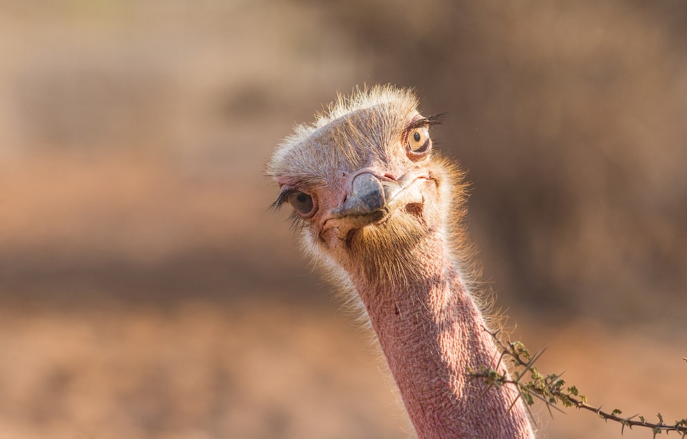 Der Unterschied zwischen Emu, Nandu und Strauß - PETBOOK