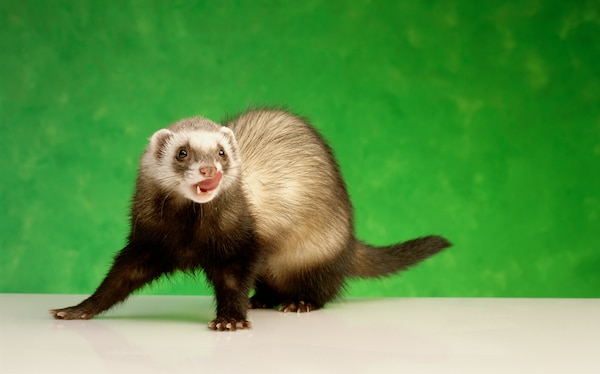 Marder, Wiesel, Frettchen: Das sind die Unterschiede - PETBOOK