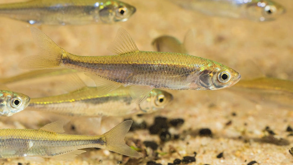 Moderlieschen: Aussehen, Verhalten, Pflege - PETBOOK