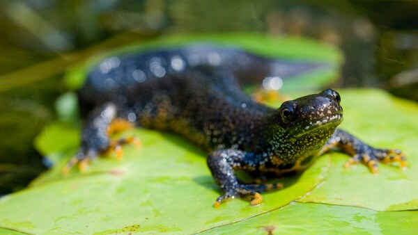 Molche: Diese 5 Arten gibt es in Deutschland - PETBOOK
