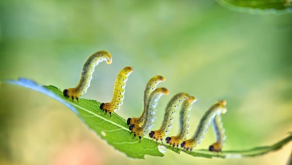 Raupe, Made oder Larve? Biologin erklärt den Unterschied - PETBOOK