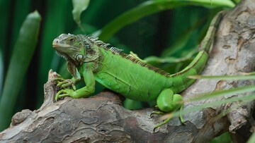 Grüner Leguan: Aussehen, Pflege und Haltung - PETBOOK