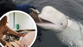 Die Geschichte von Hvaldimir, dem „Spion-Beluga“, findet tragisches Ende