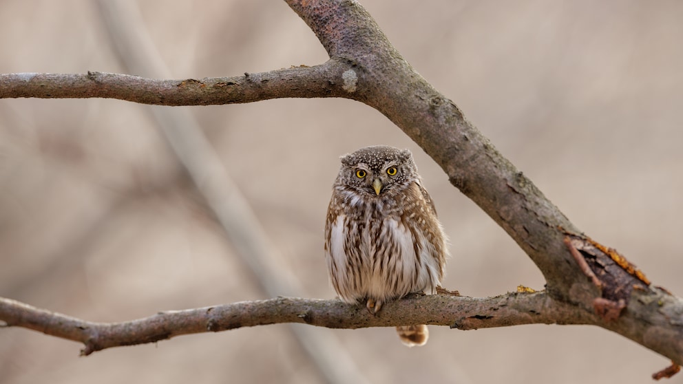 Was ist der Unterschied zwischen Uhu, Kauz und Eule? - PETBOOK