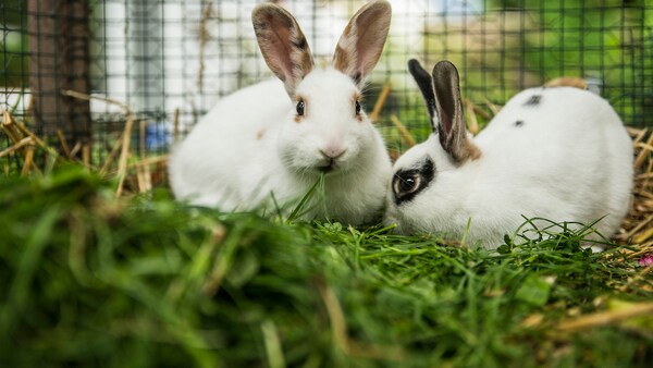 Das Geschlecht von Kaninchen bestimmen: So geht’s - PETBOOK