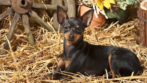 Prager Rattler: Aussehen, Charakter und Haltung der Hunde - PETBOOK