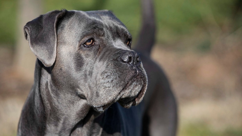 Was ist ein Molosser? - PETBOOK