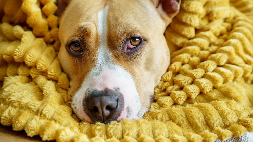 Konnen Hunde Kopfschmerzen Haben