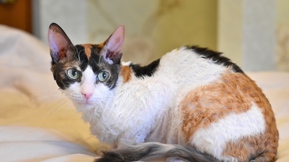 Ural Rex: Charakter, Aussehen und Haltung der Katzen - PETBOOK