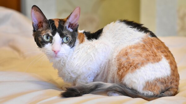 Ural Rex: Charakter, Aussehen und Haltung der Katzen - PETBOOK