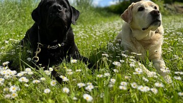 Zweithund anschaffen – das sollten Sie dabei beachten - PETBOOK
