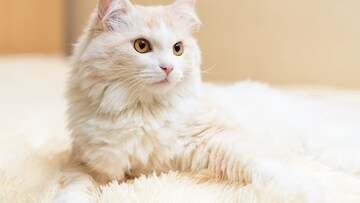 Türkisch Angora: Charakter, Aussehen und Haltung - PETBOOK