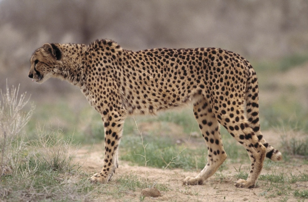 Asiatischer Gepard ist die seltenste Raubkatze der Welt - PETBOOK
