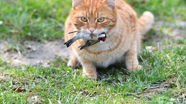 Was es bedeutet, wenn die Katze Beute bringt