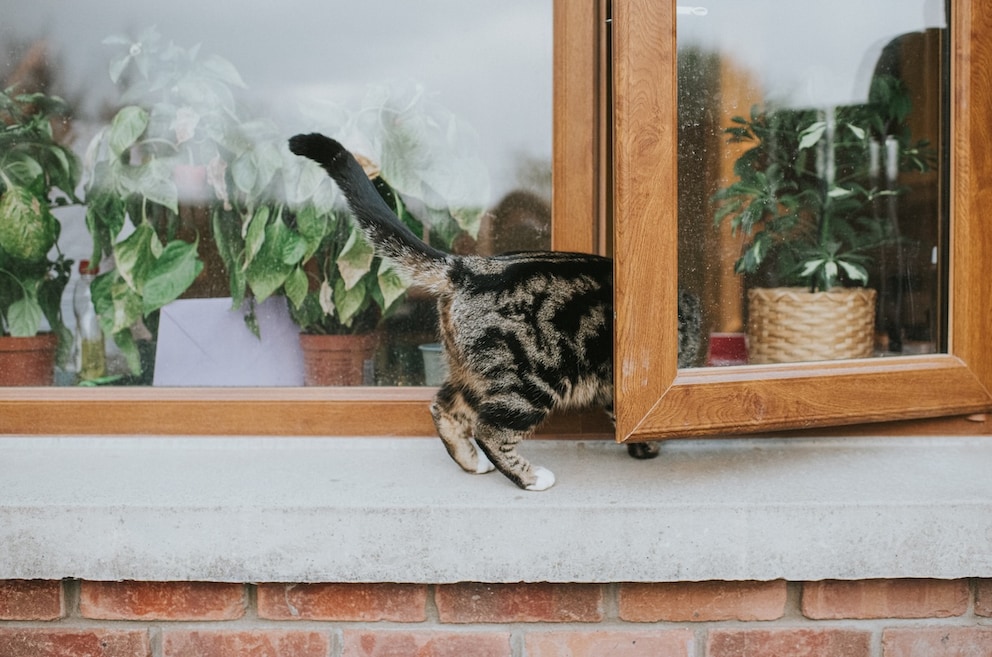 Sturz aus Fenster: Ab welcher Höhe wird es für Katzen gefährlich? - PETBOOK