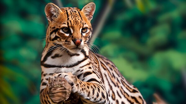 Jagt sogar kleine Krokodile! Faszinierende Fakten über den Ozelot - PETBOOK