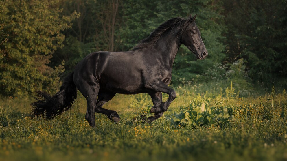 Friese: Temperament, Aussehen und Haltung der Pferde - PETBOOK