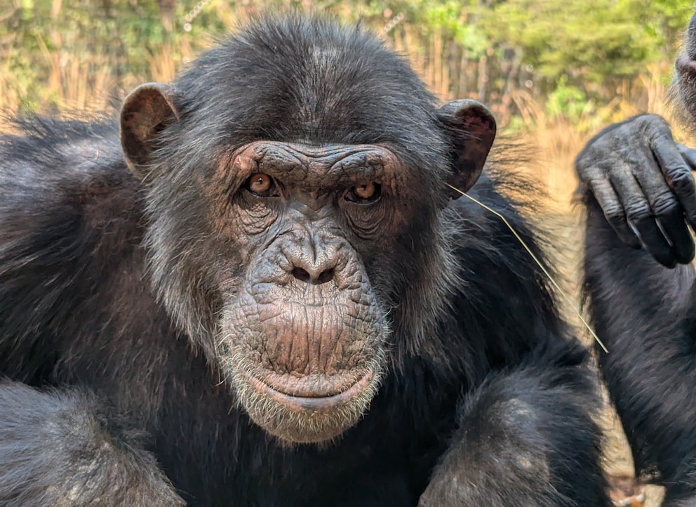 Schimpansen stecken sich Grashalme in Ohren und Hintern - PETBOOK