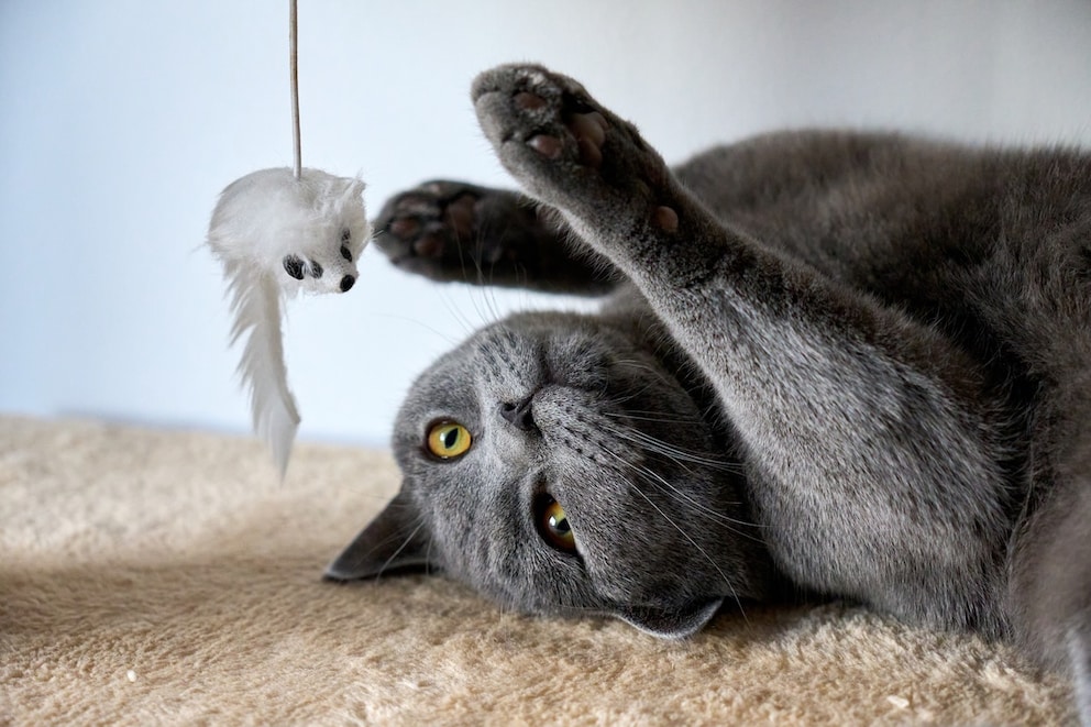 Katze spielt nicht? Das sind häufige Fehler - PETBOOK