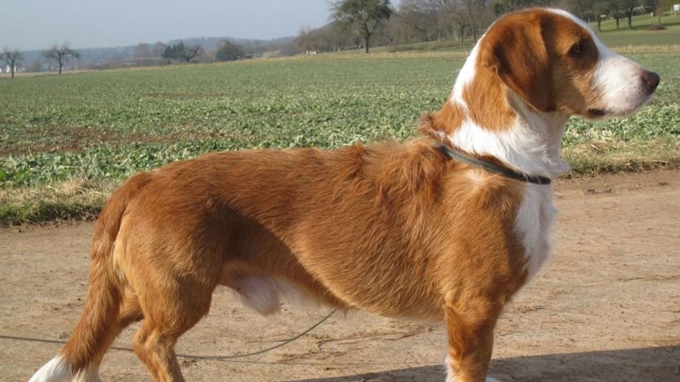 Westfälische Dachsbracke: Charakter und Haltung der Jagdhunde - PETBOOK