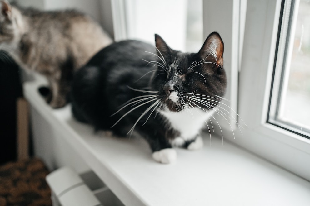 Blinde Katze adoptieren: Tipps für das Zusammenleben - PETBOOK