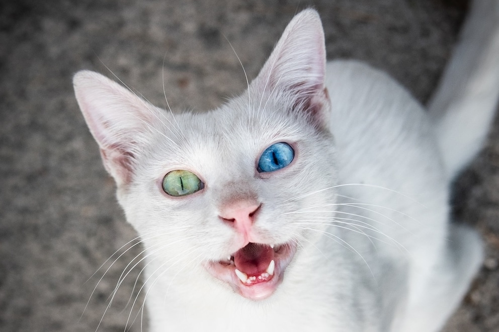 Warum miaut meine Katze während ich rede? - PETBOOK