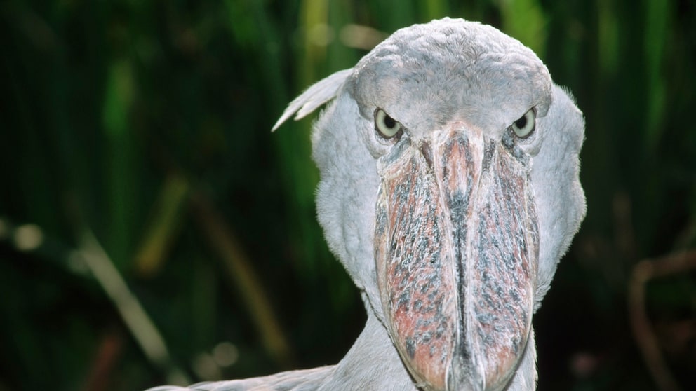 Schuhschnabel: Dieser Vogel frisst Krokodile