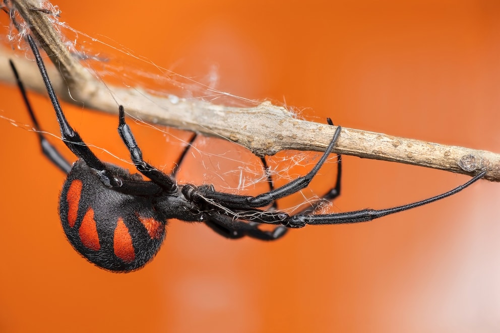 Schwarze Witwen riechen nach Käsefuß, um Männchen anzulocken