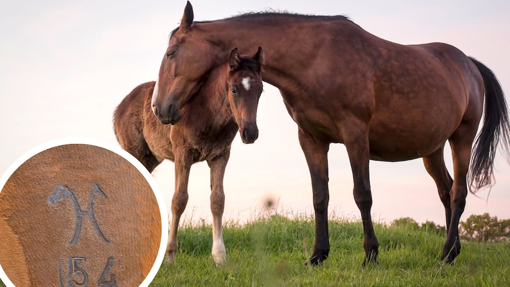 Brandzeichen beim Pferd – Tradition oder Tierquälerei? - PETBOOK