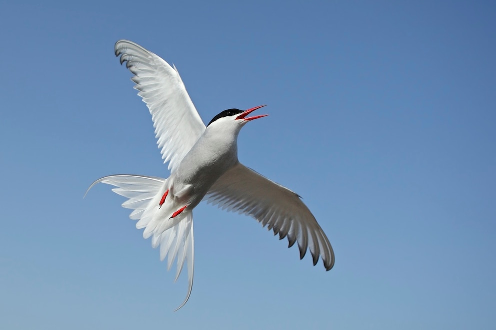 Diese Zugvögel fliegen am weitesten - PETBOOK